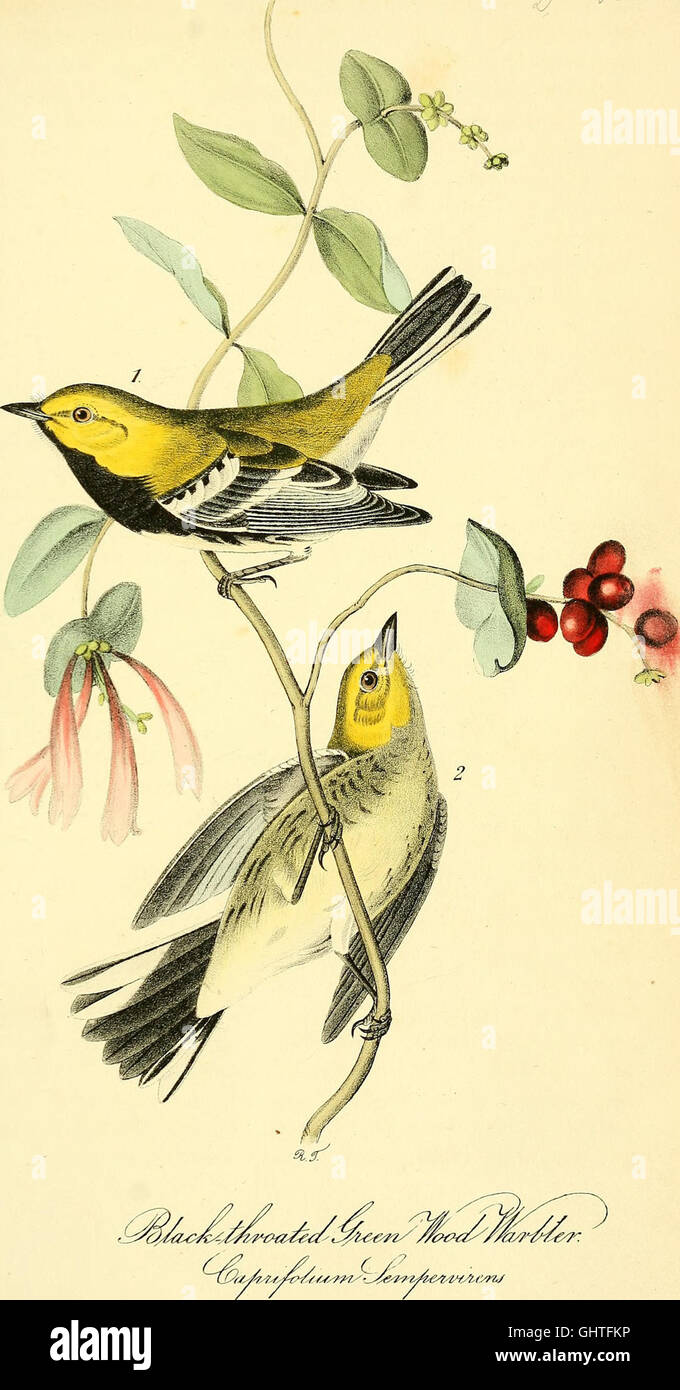 'The Birds of America' (1840) is a famous work by John James Audubon ...