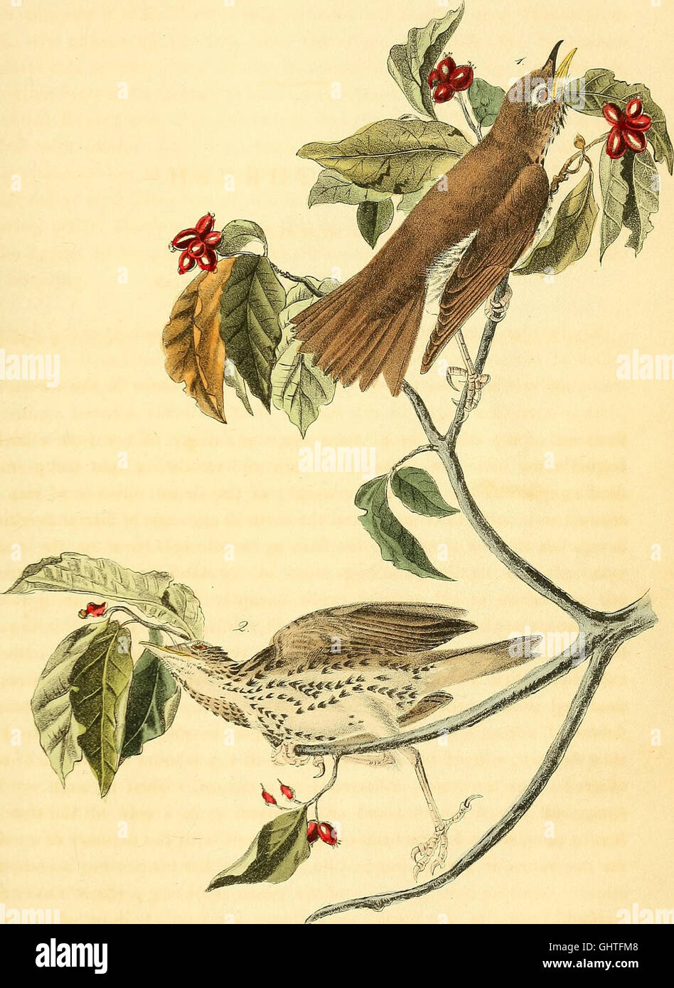 This 1840 work presents illustrations of various bird species native to ...