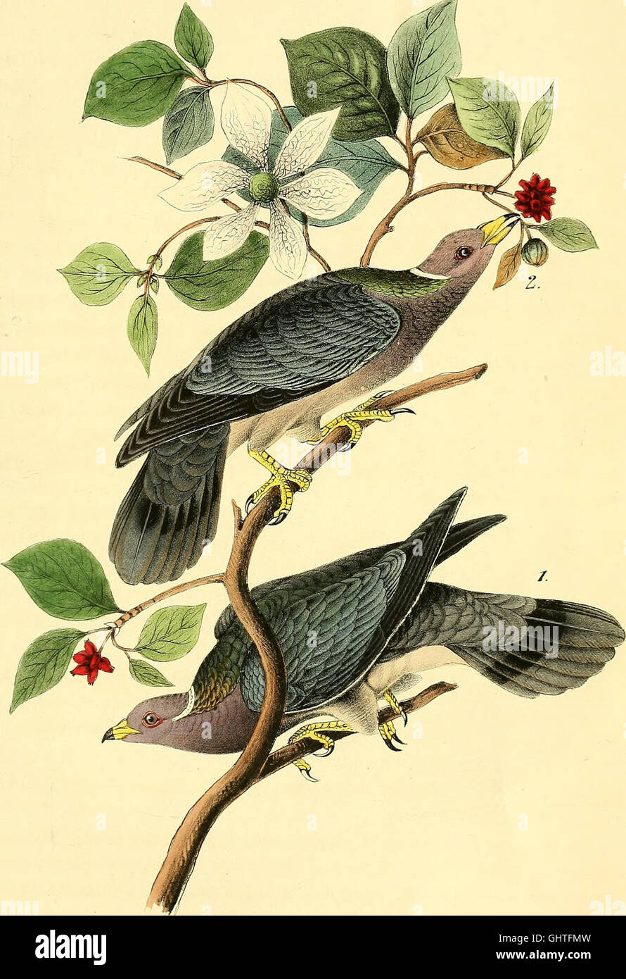 This 1840 work features detailed drawings of birds found in the United ...