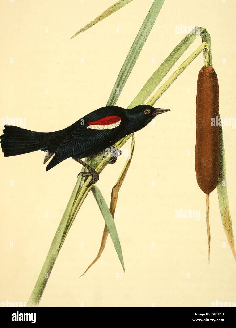 This 1840 work showcases birds of America through detailed drawings ...