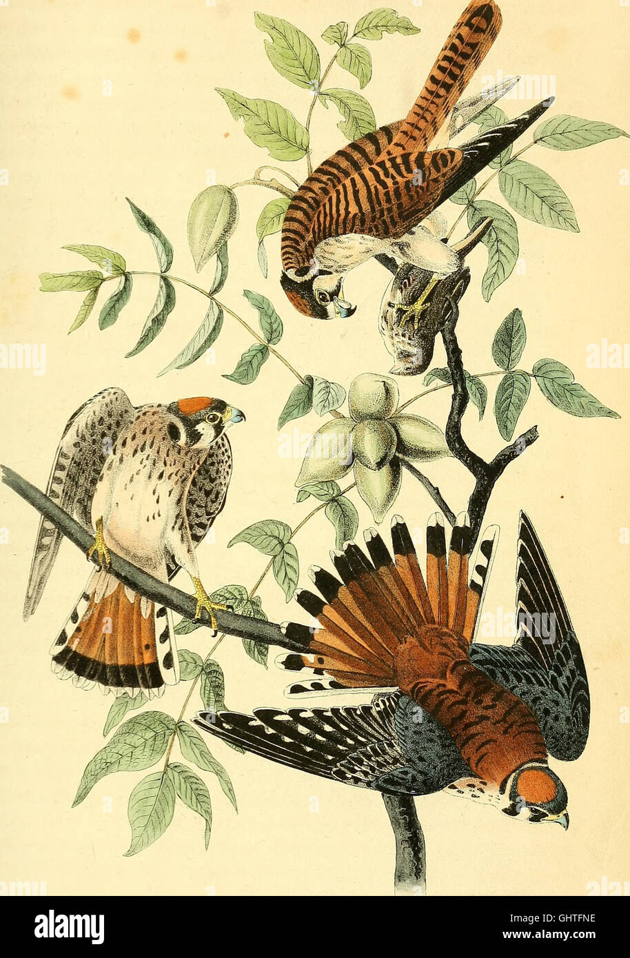 This 1840 publication features a collection of drawings of North ...