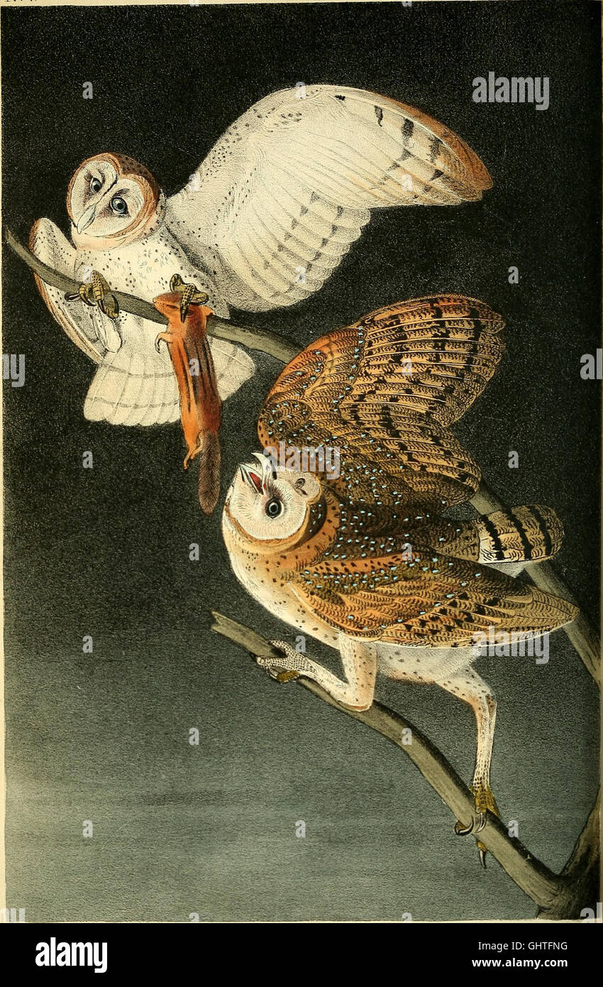 This work features detailed illustrations of North American birds ...