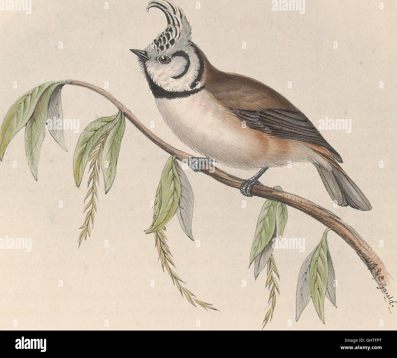 The birds of Europe (1837 Stock Photo - Alamy