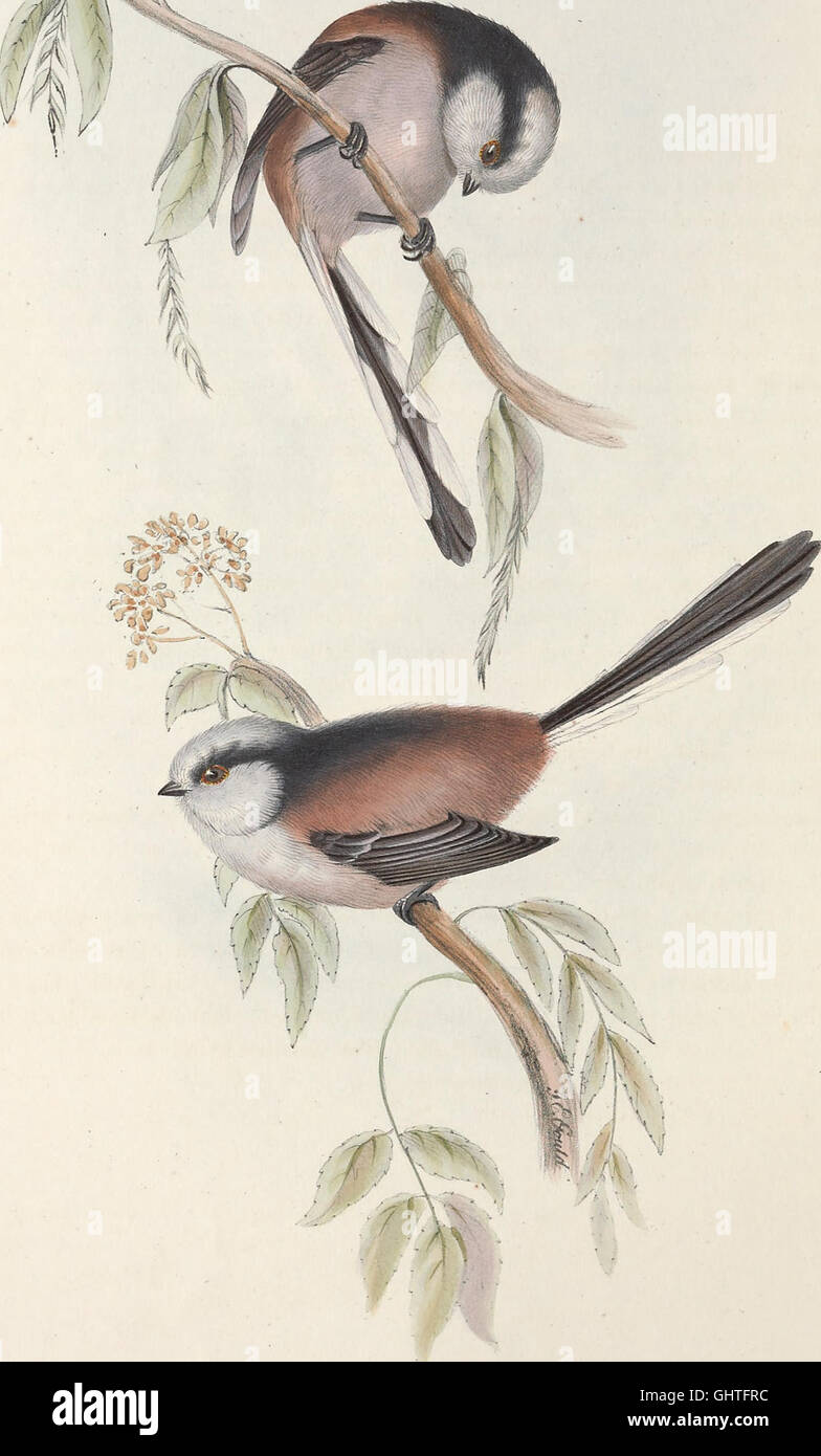 The birds of Europe (1837 Stock Photo - Alamy