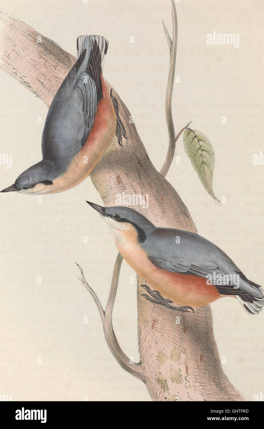 The birds of Europe (1837 Stock Photo - Alamy