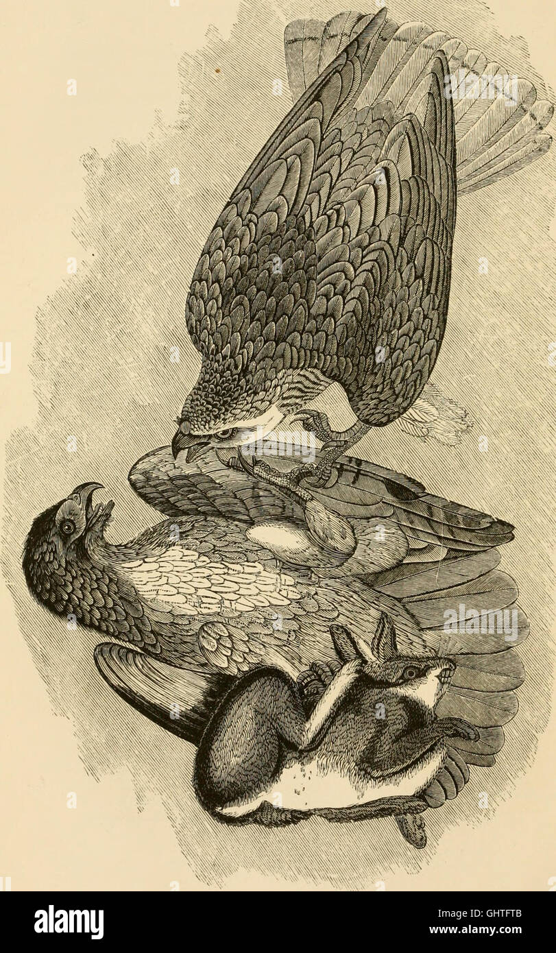A detailed study of the birds of New England and surrounding states ...