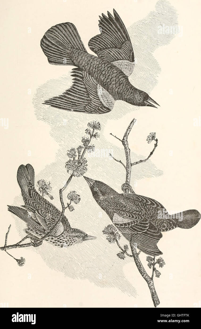 'The Birds of New England and Adjacent States' provides a comprehensive ...