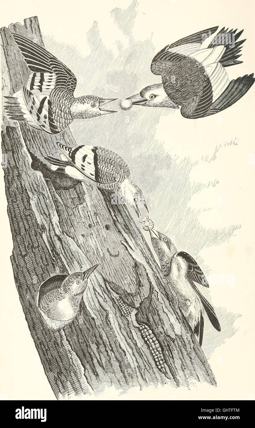 This comprehensive guide to the birds of New England and surrounding ...