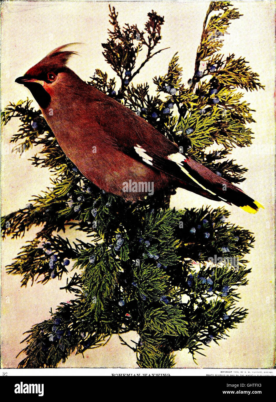 This 1903 work provides a comprehensive description of the 320 bird ...