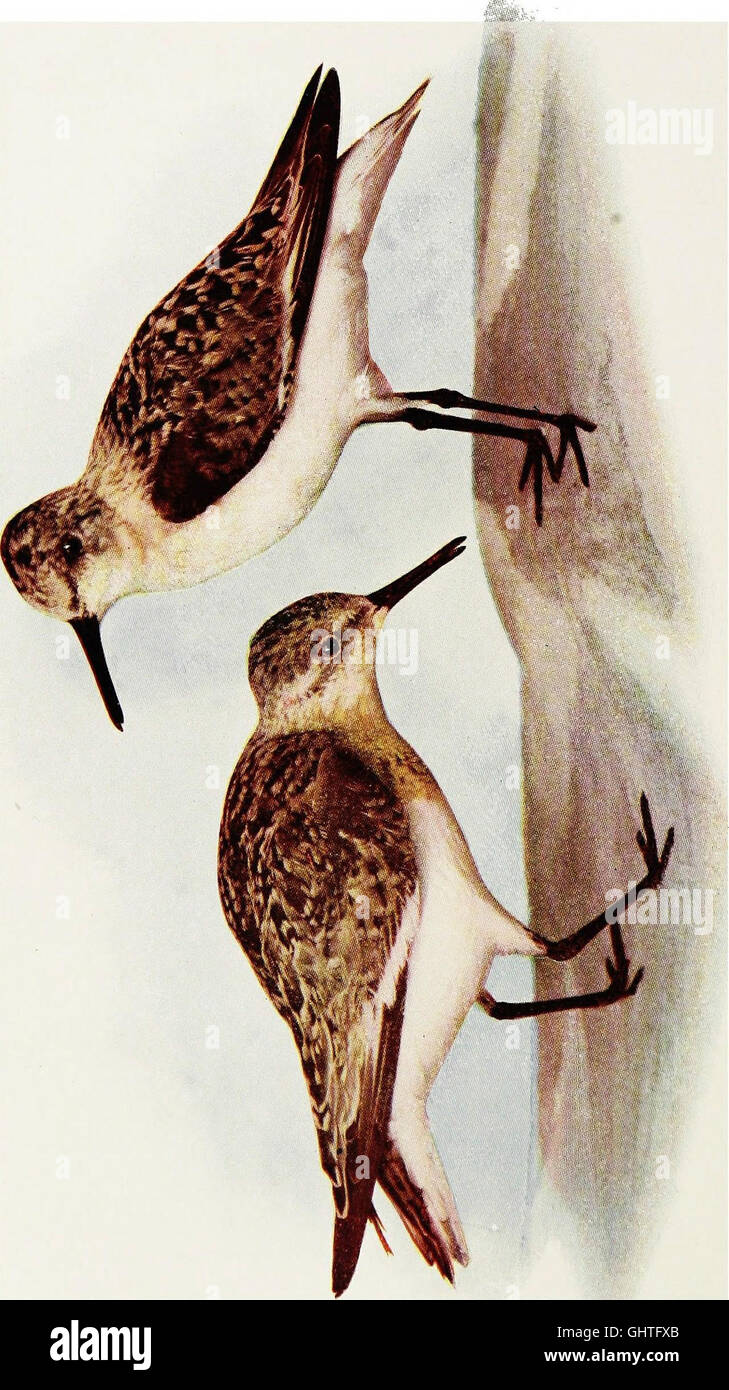 *The Birds of Ohio* (1903) provides a comprehensive guide to the 320 ...