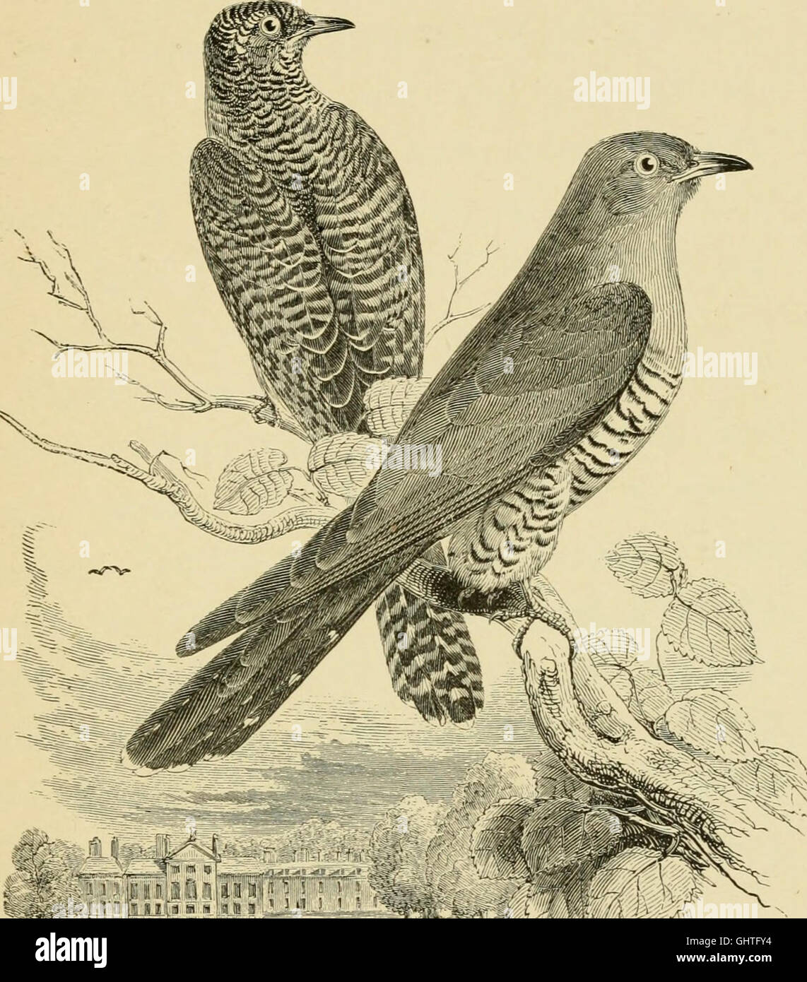 'The Birds of Shakespeare' (1916) explores the various bird species ...