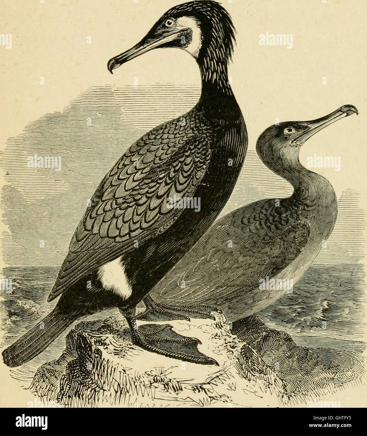 The birds of Shakespeare (1916 Stock Photo - Alamy