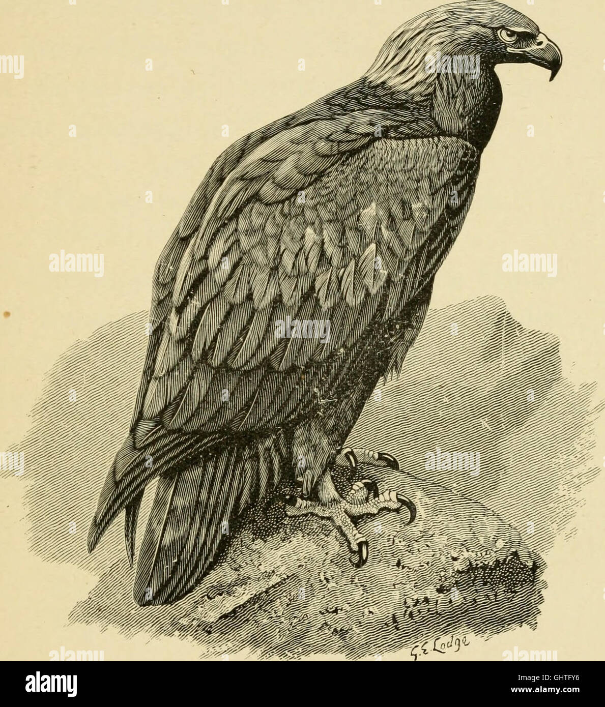 The birds of Shakespeare (1916 Stock Photo - Alamy