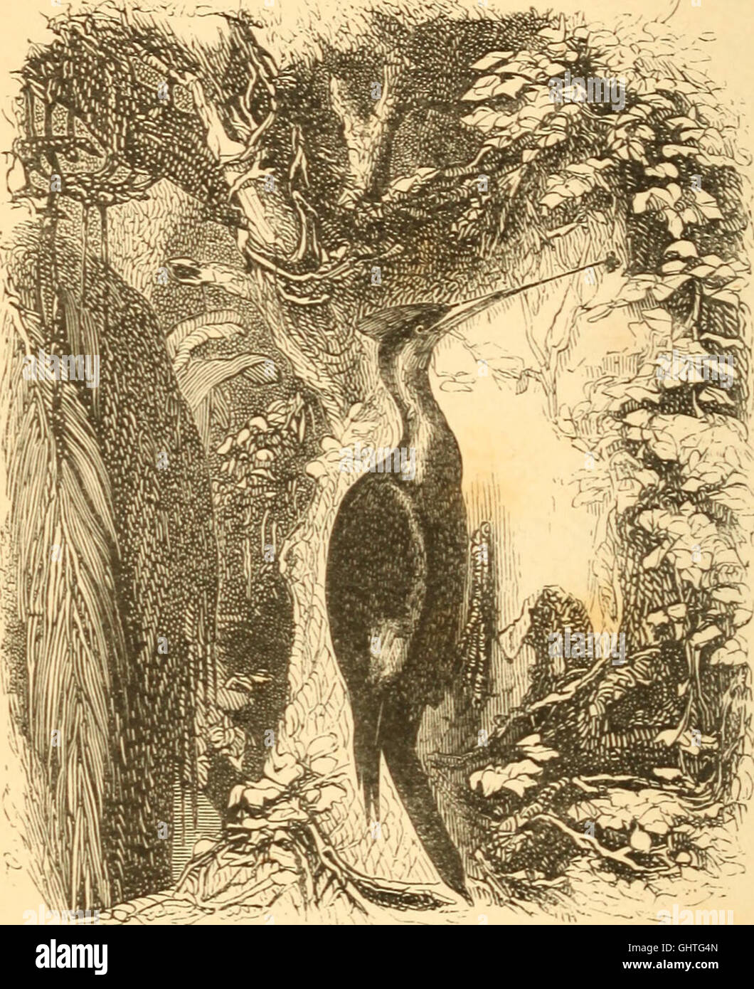 *The Boy and the Birds* (1849) is a charming illustrated book that ...