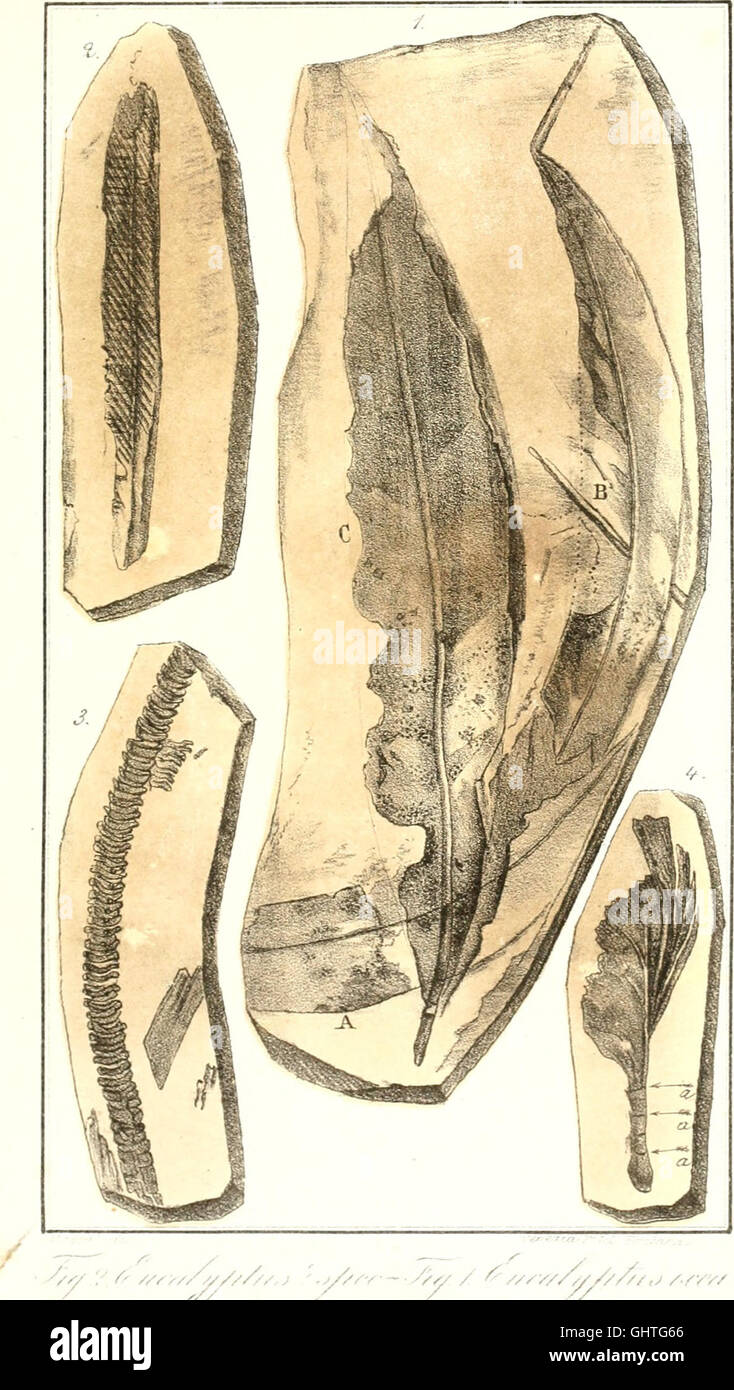 'Atti del Reale Istituto Veneto di Scienze, Lettere ed Arti' (1856-1857) is a scholarly journal ...