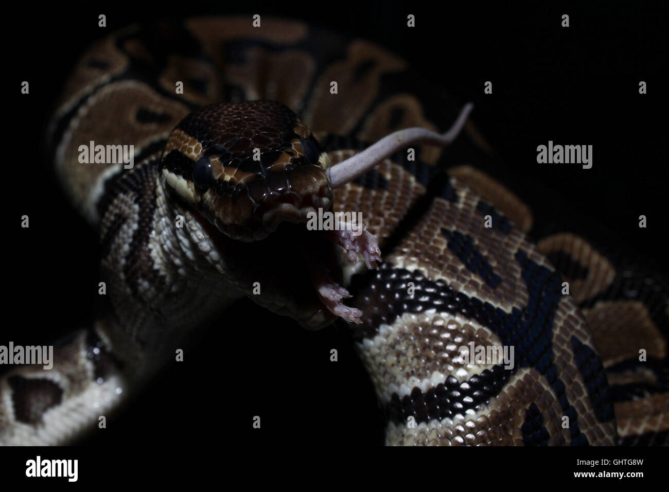West Jakarta, Indonesia. 09th Aug, 2016. Ball python (Python Regius ...