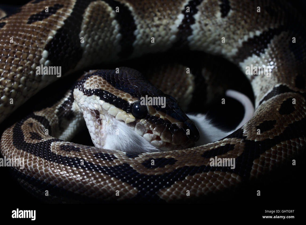 West Jakarta, Indonesia. 09th Aug, 2016. Ball python (Python Regius ...