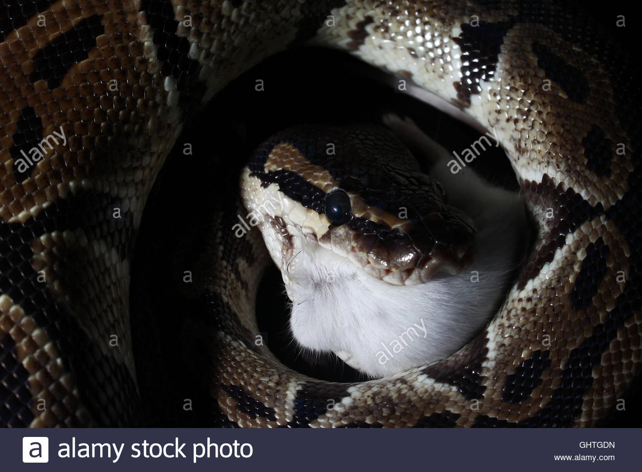 West Jakarta, Indonesia. 09th Aug, 2016. Ball python (Python Regius ...