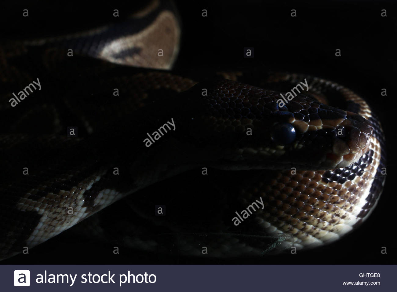 West Jakarta, Indonesia. 09th Aug, 2016. Ball python (Python Regius ...