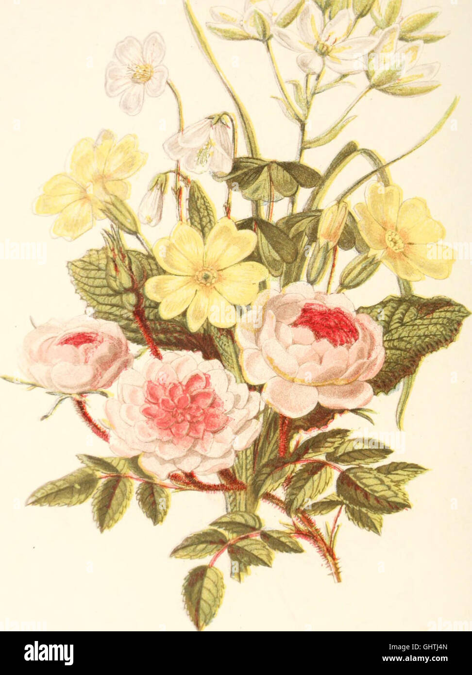 'The Language of Flowers' (1869) explores the symbolic meanings of ...