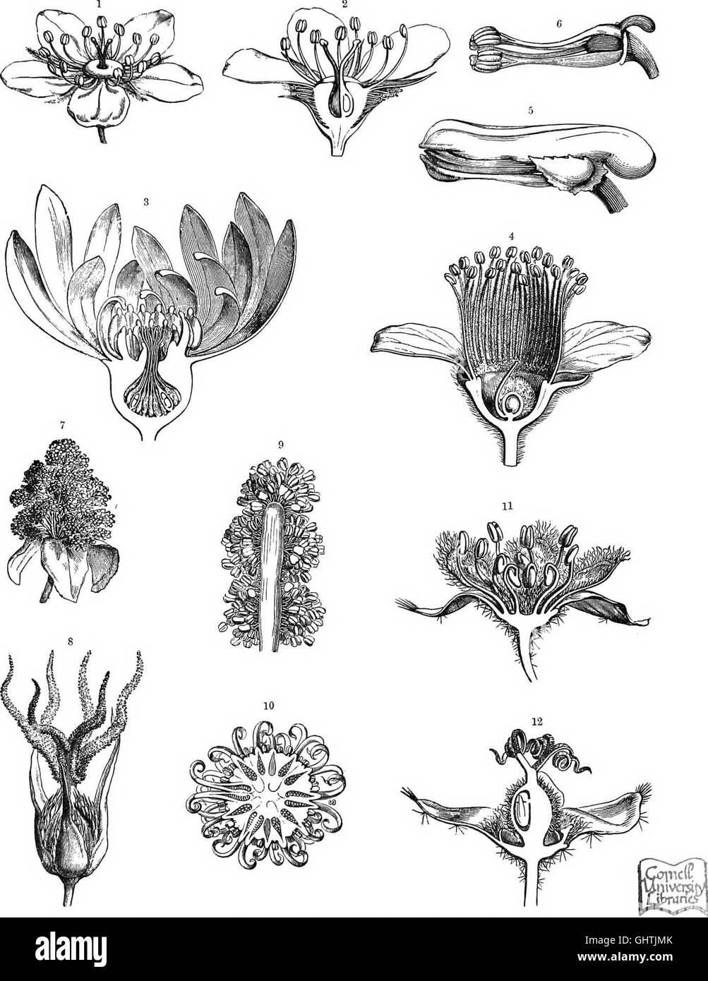 The 1895 work on the natural history of plants explores their forms ...