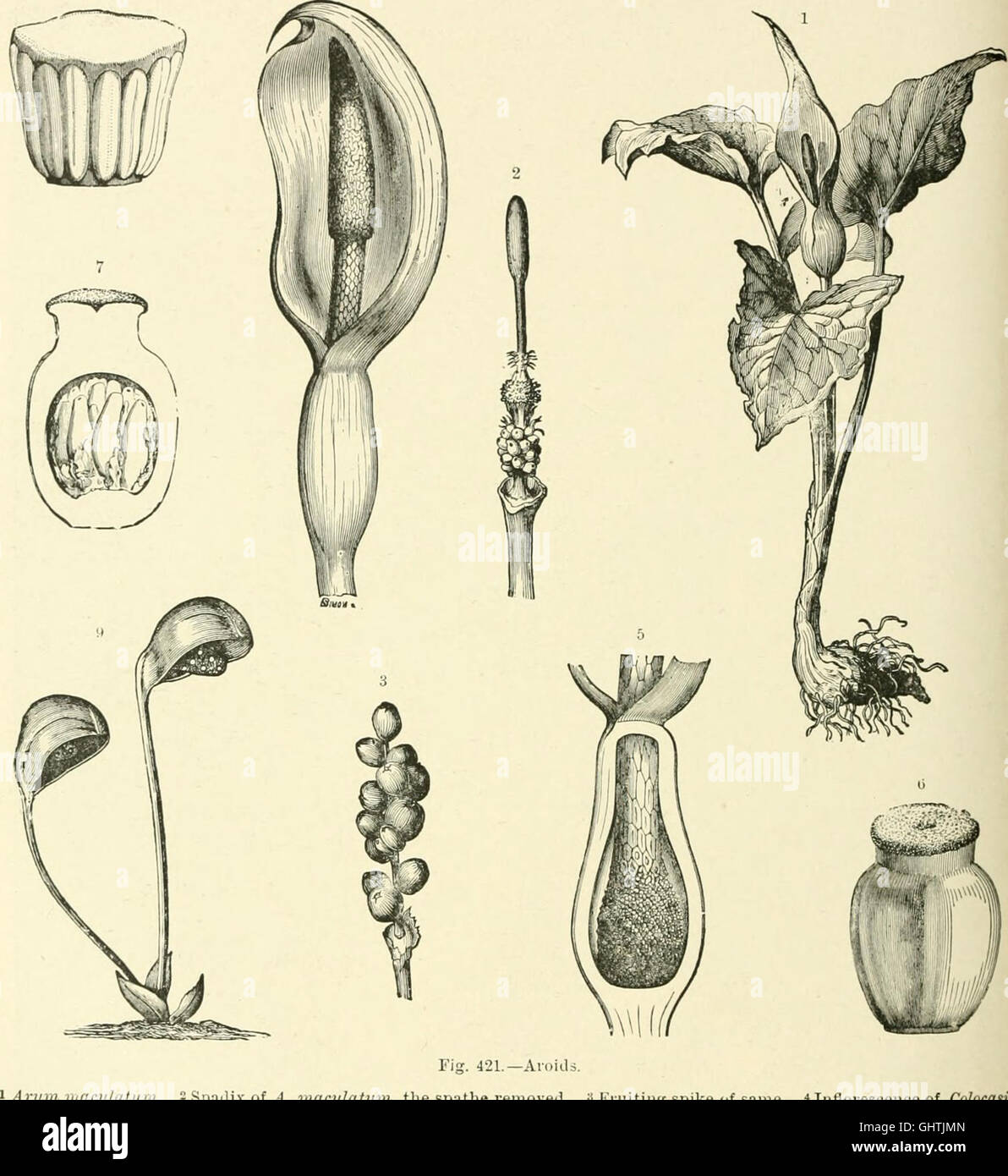 This 1902 work covers the natural history of plants, focusing on their ...