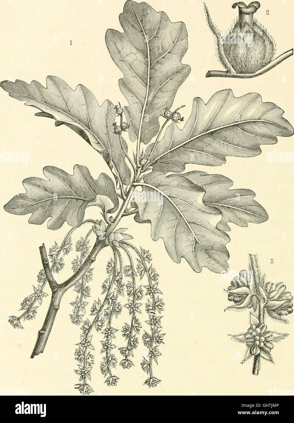 This 1902 work examines the natural history of plants, detailing their ...