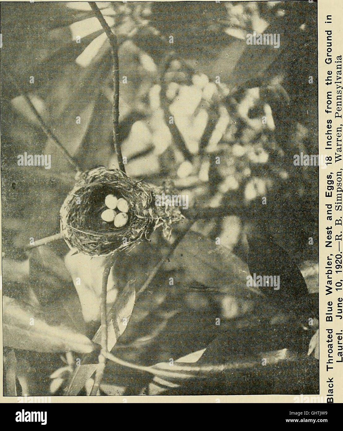 The Oologist (1921) is a guide for students of ornithology, focusing on ...