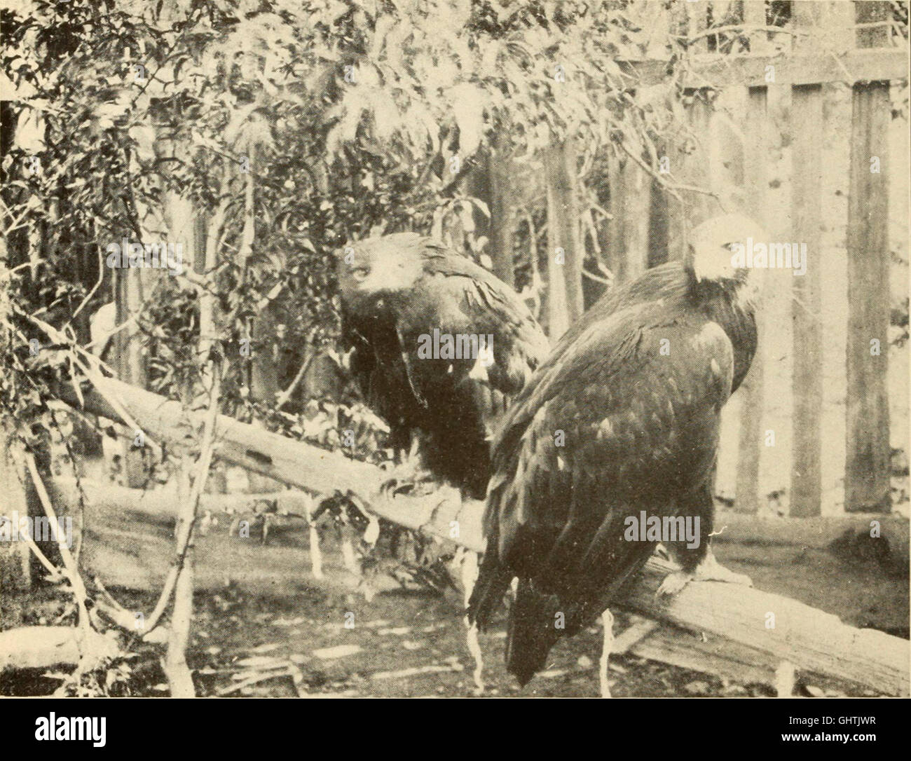 The 'Oologist' (1916) serves as a guide for bird enthusiasts and ...