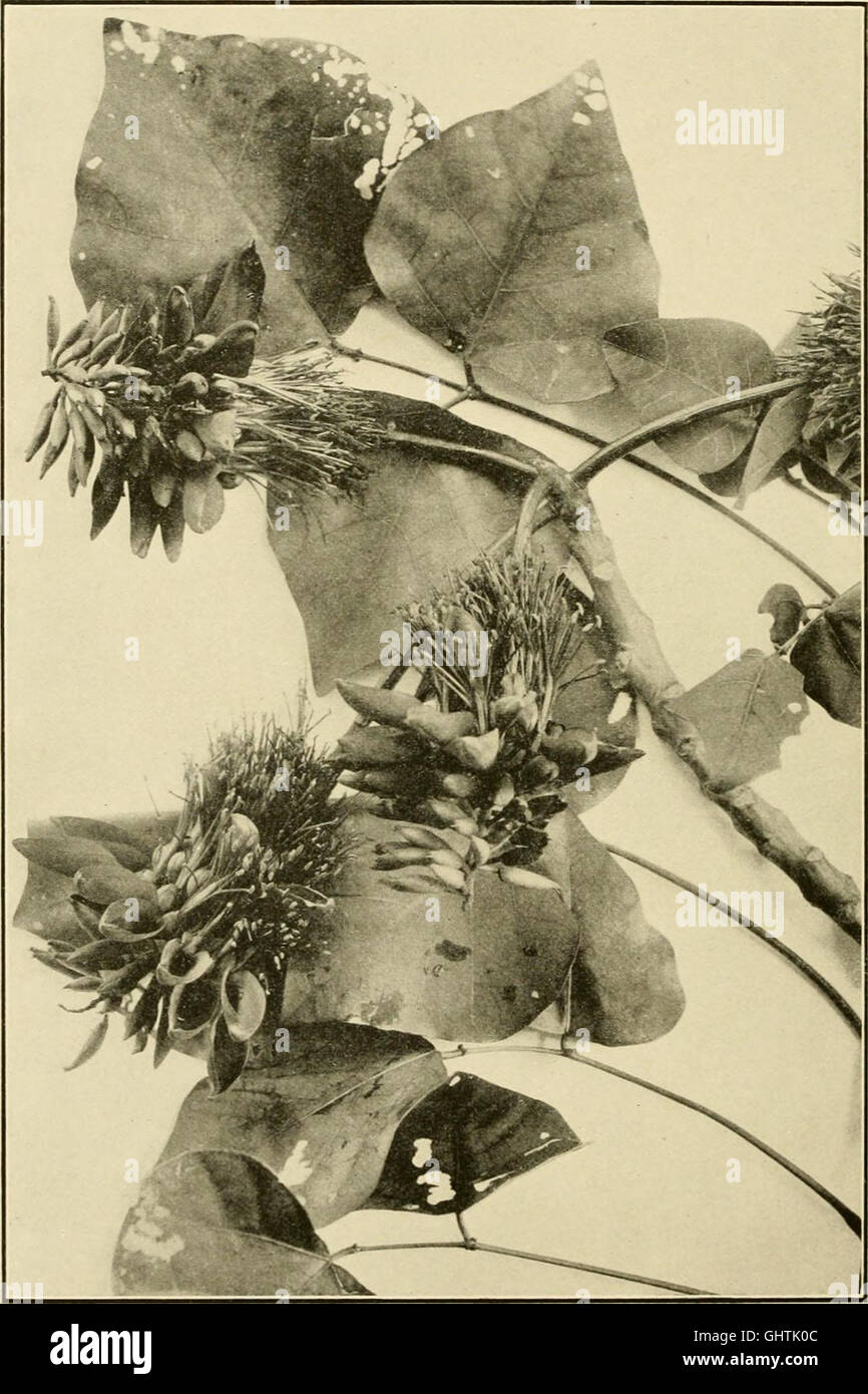 Published in 1917, 'The Ornamental Trees of Hawaii' provides a detailed ...