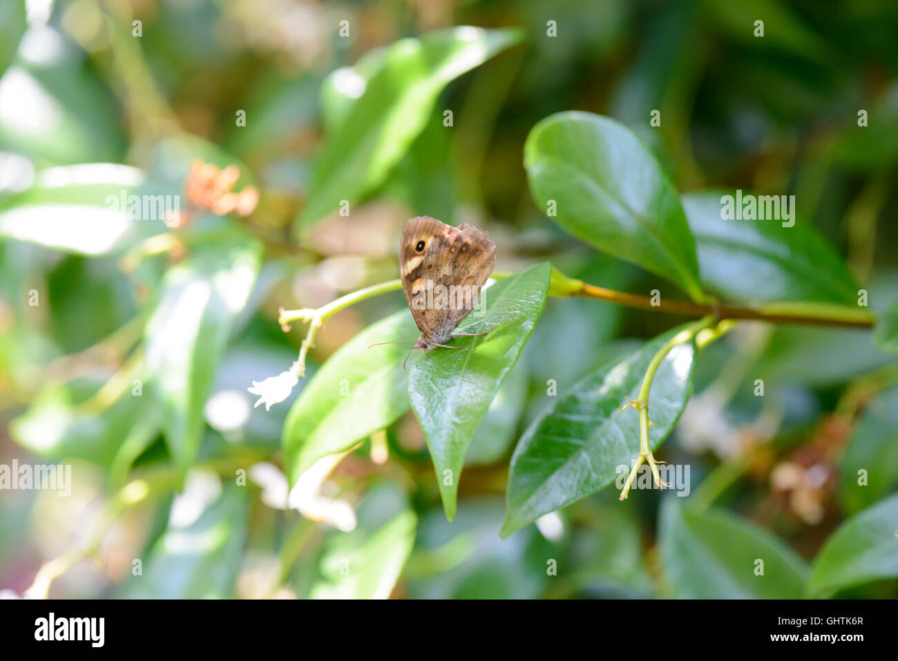 Nice butterfly hi-res stock photography and images - Alamy