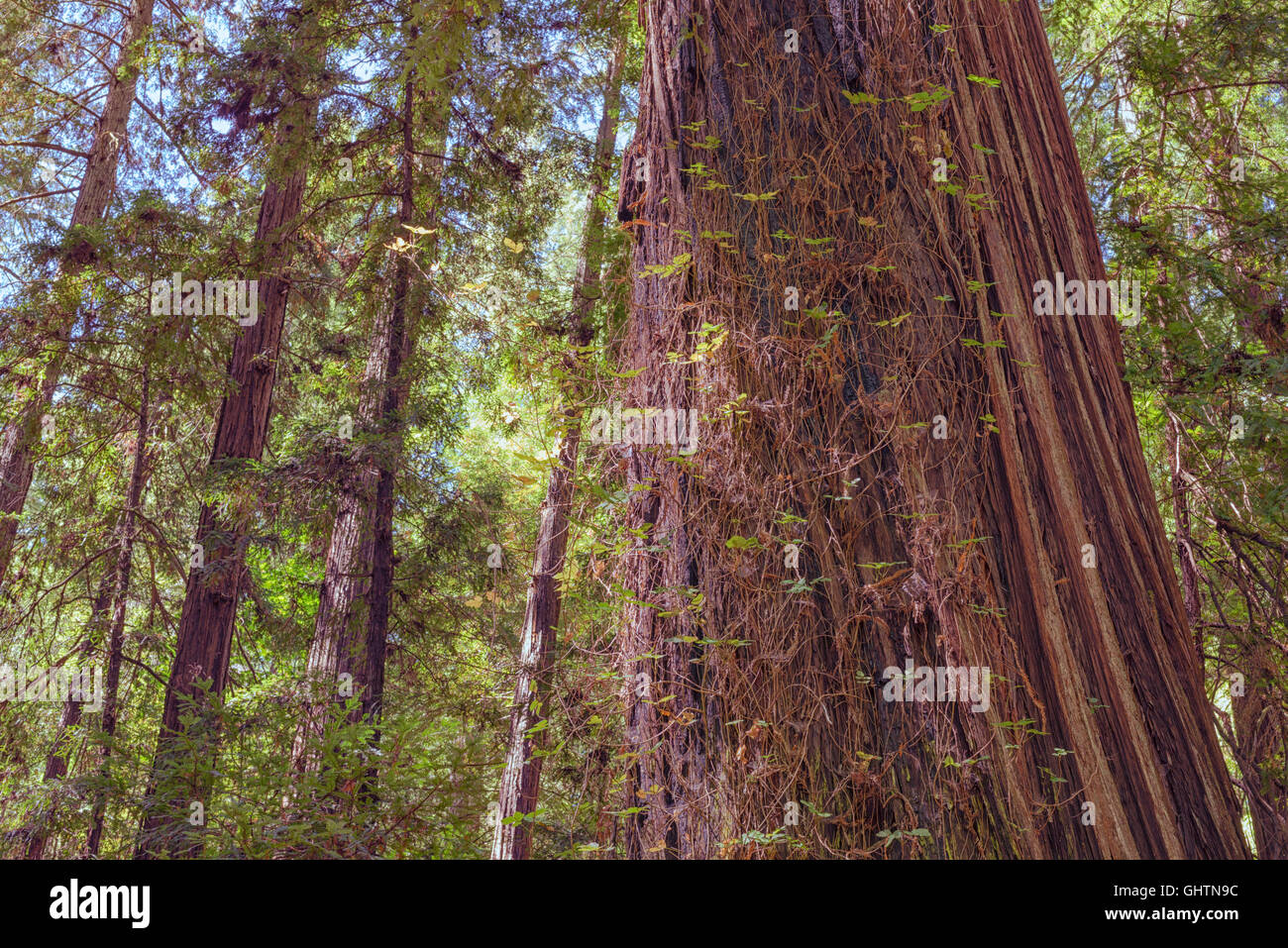 Redwood tree hi-res stock photography and images - Alamy