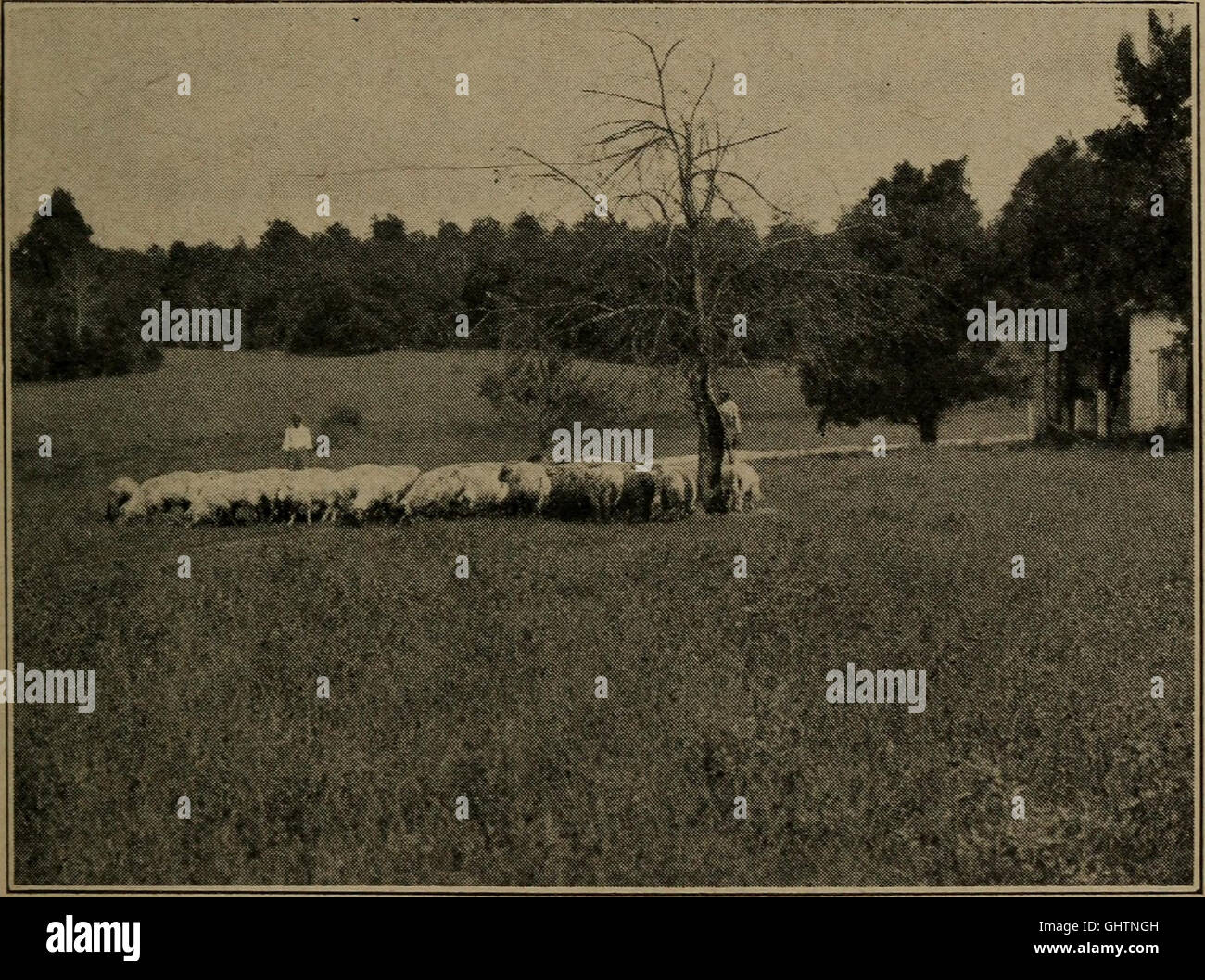 This 1916 publication narrates the role of corn in the history of the ...