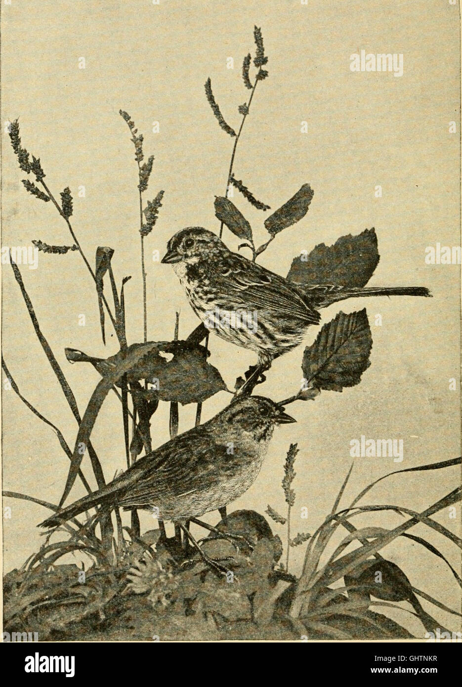 This 1897 book tells the story of birds, exploring their habits ...