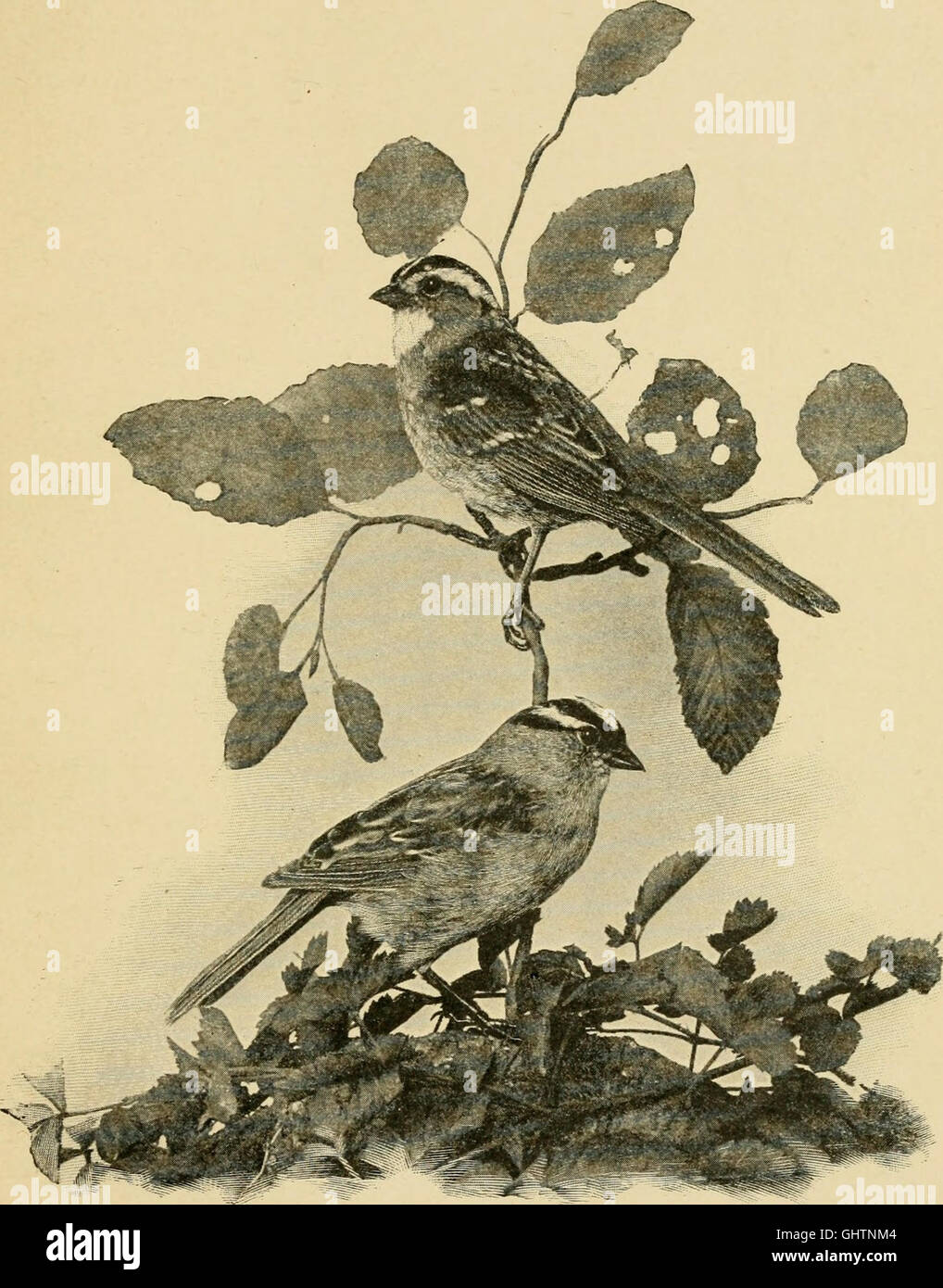 'The Story of the Birds' (1897) explores the behavior, habits, and ...