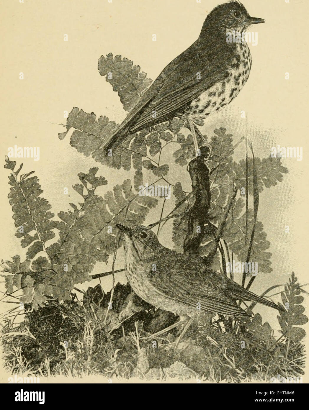 'The Story of the Birds' (1897) provides a narrative on the life ...