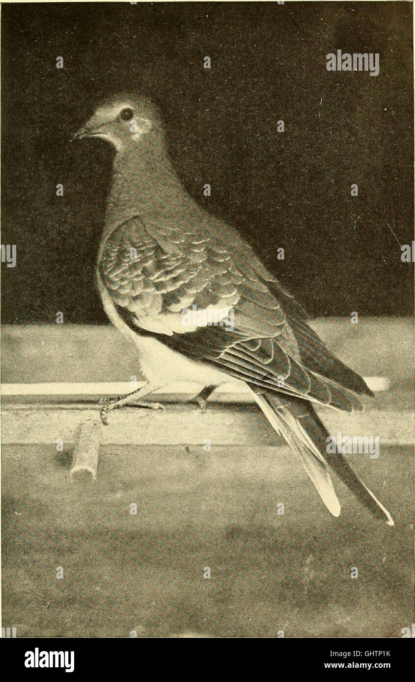 This historical account examines game birds, wildfowl, and shorebirds ...