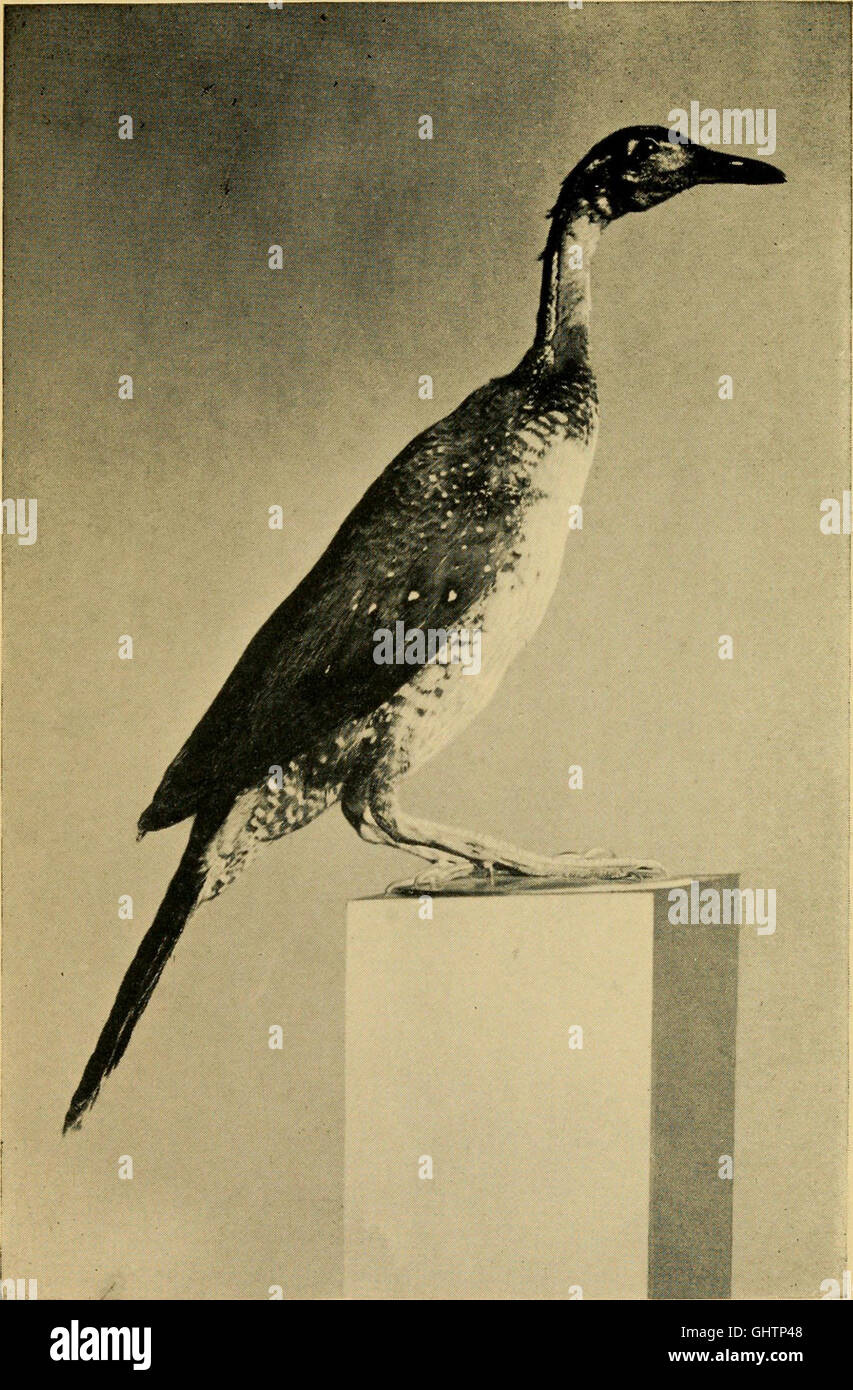 This 1908 work provides a simple and popular classification of the ...