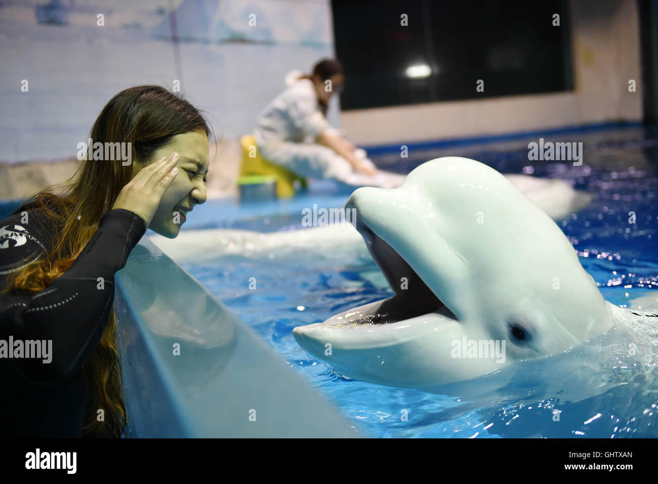 Beluga whale trainer hi-res stock photography and images - Alamy