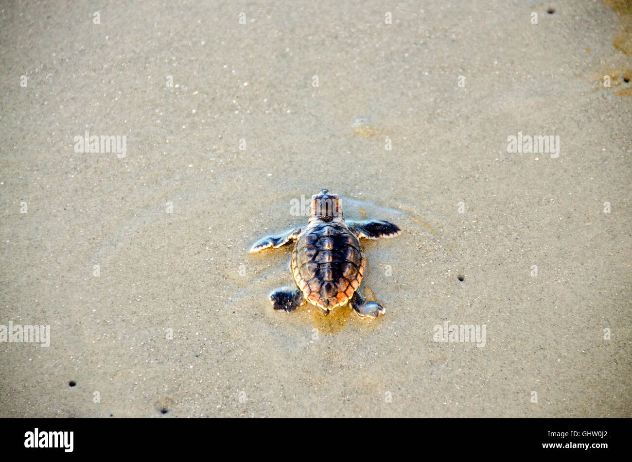 Predators of sea turtles hi-res stock photography and images - Alamy