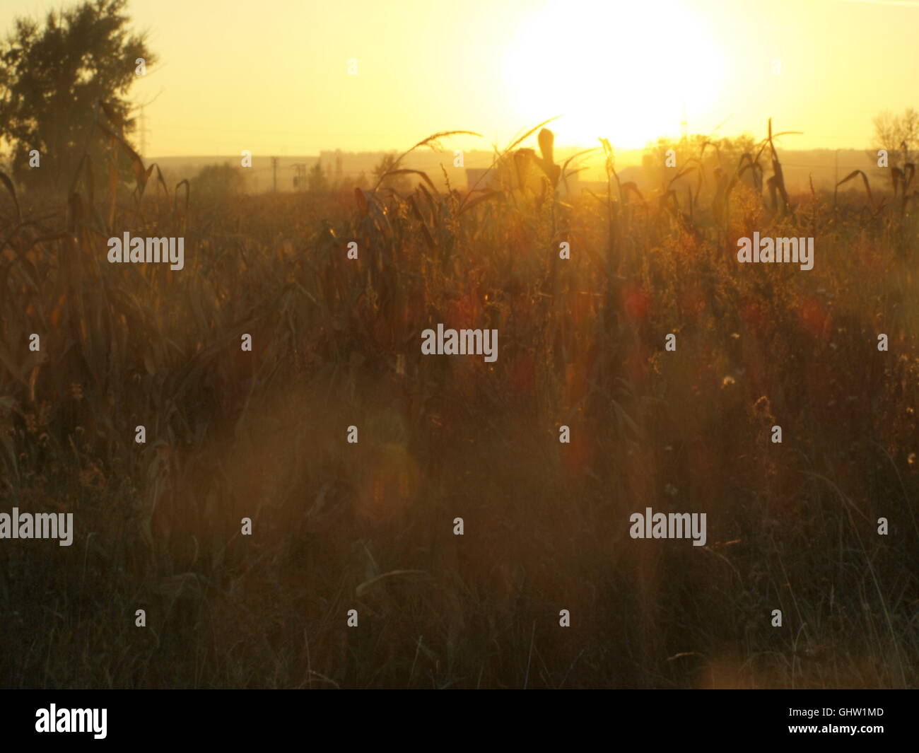 field, country, sunset, sunshine Stock Photo - Alamy