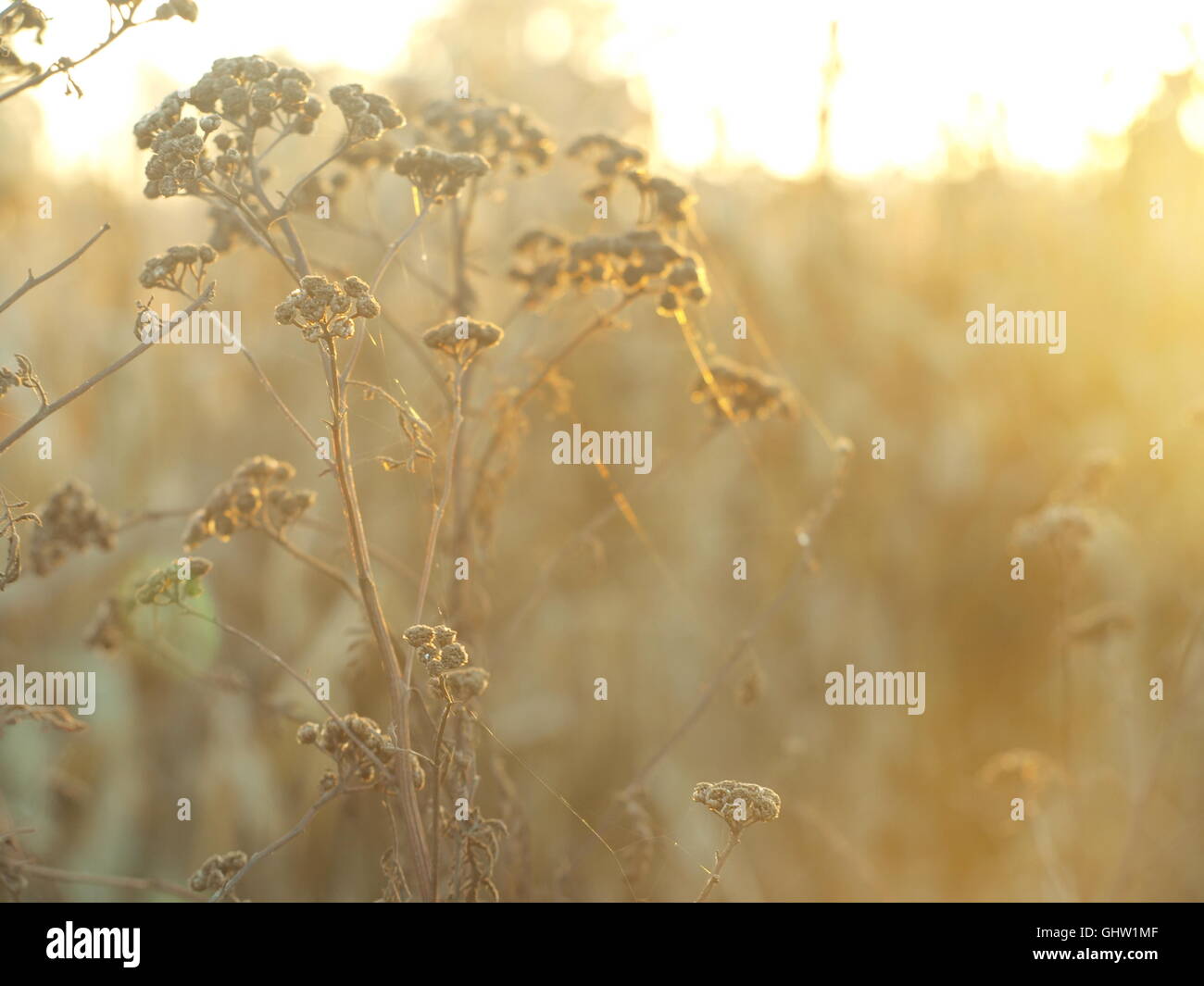 field, country, sunset, sunshine Stock Photo - Alamy
