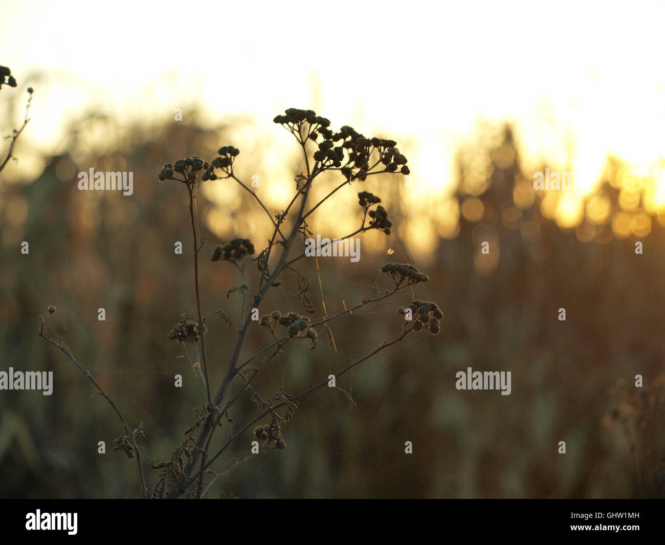 field, country, sunset, sunshine Stock Photo - Alamy