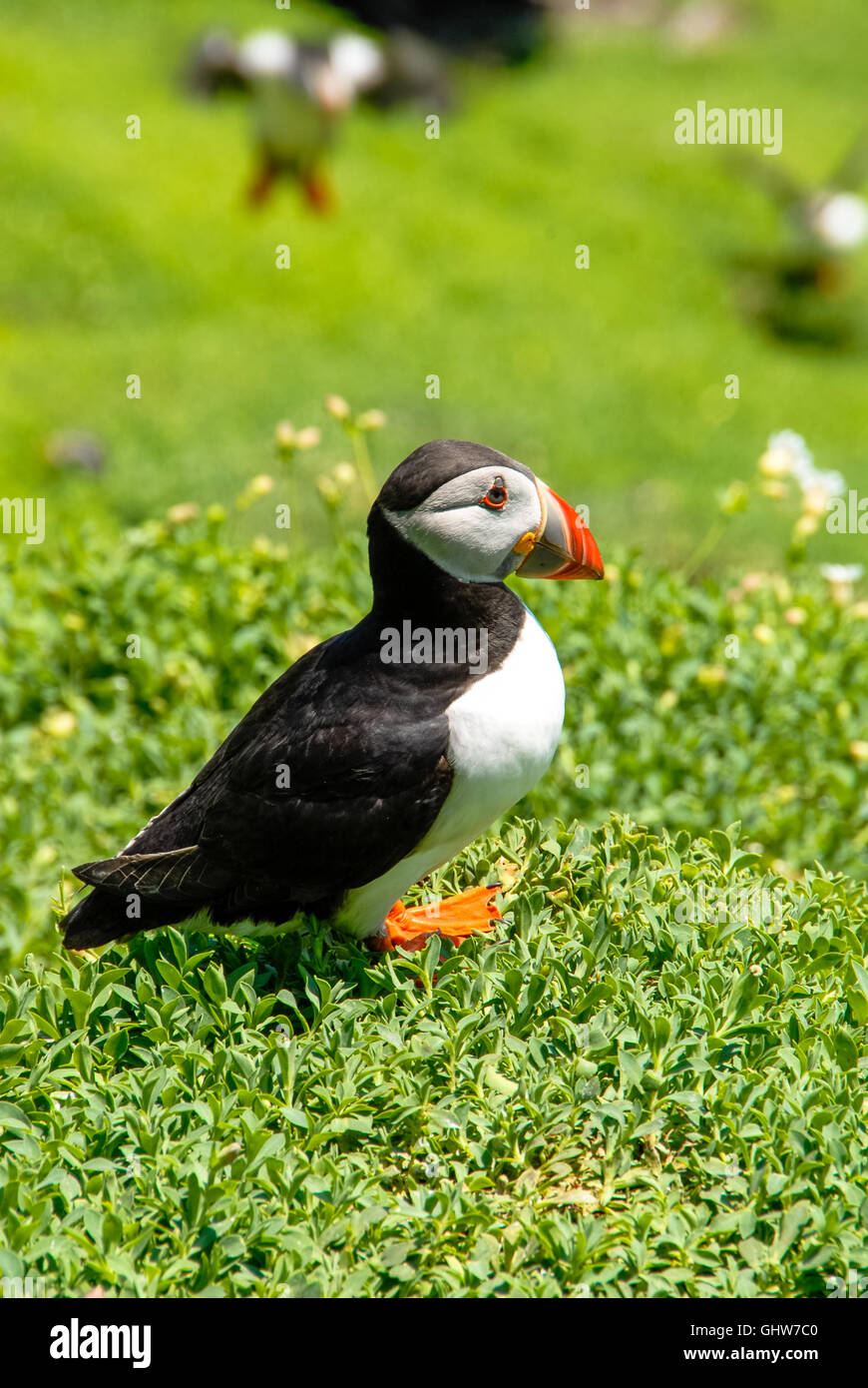 skellig michael ireland Stock Photo - Alamy