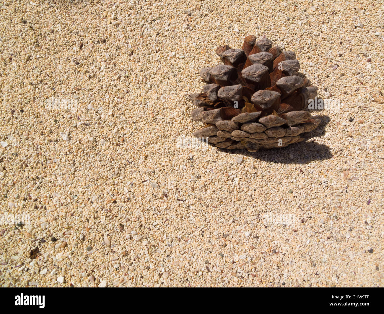 Seeds on sand hi-res stock photography and images - Alamy