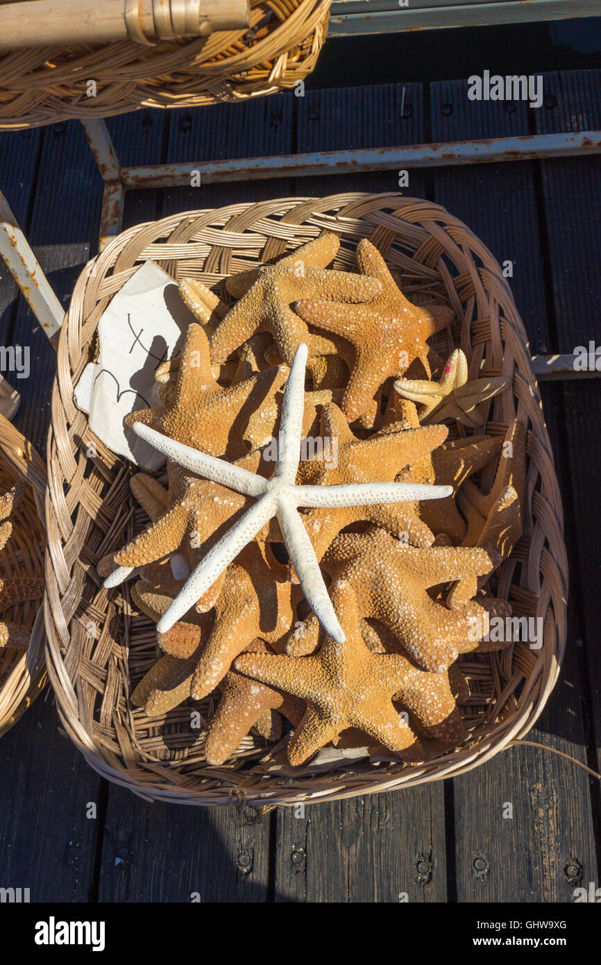 Basket Starfish Stock Photos & Basket Starfish Stock Images - Alamy