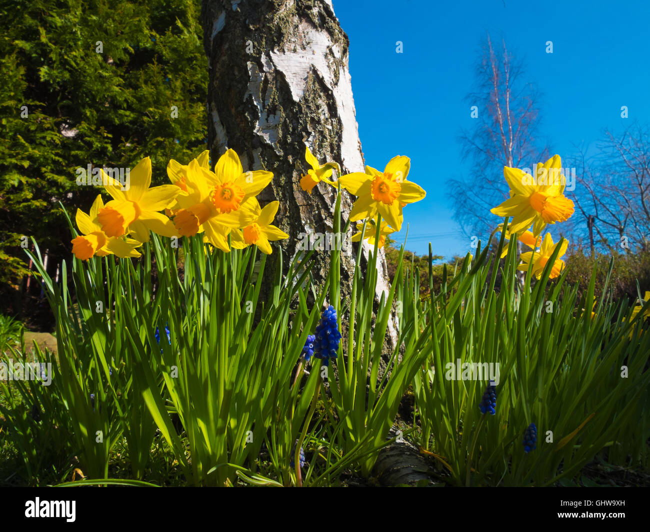 spring daffodils in sunshine Stock Photo - Alamy