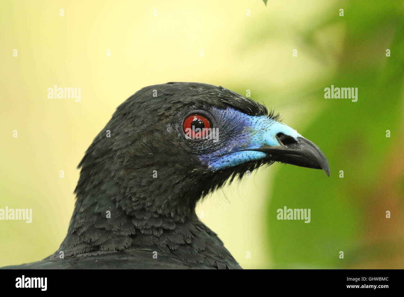 Guan costa rica hi-res stock photography and images - Alamy