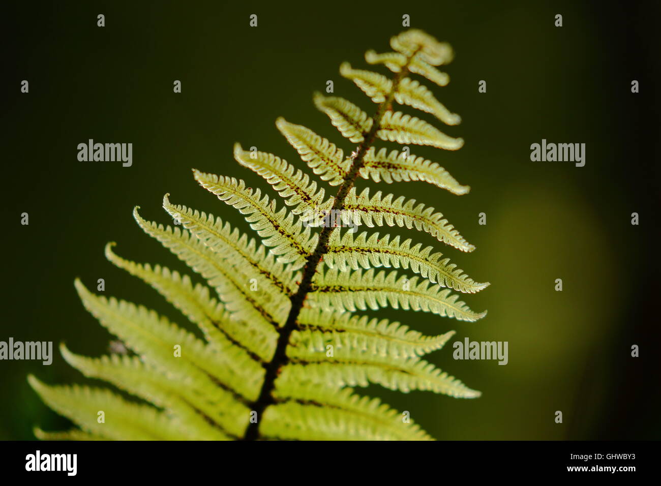 Fern leaf, cloud forest of Costa Rica Stock Photo - Alamy