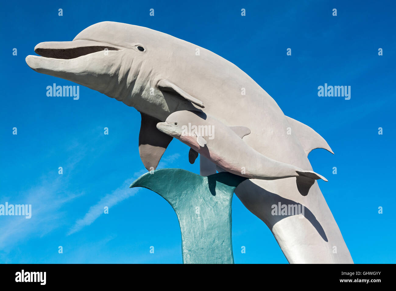Baby dolphin hi-res stock photography and images - Alamy